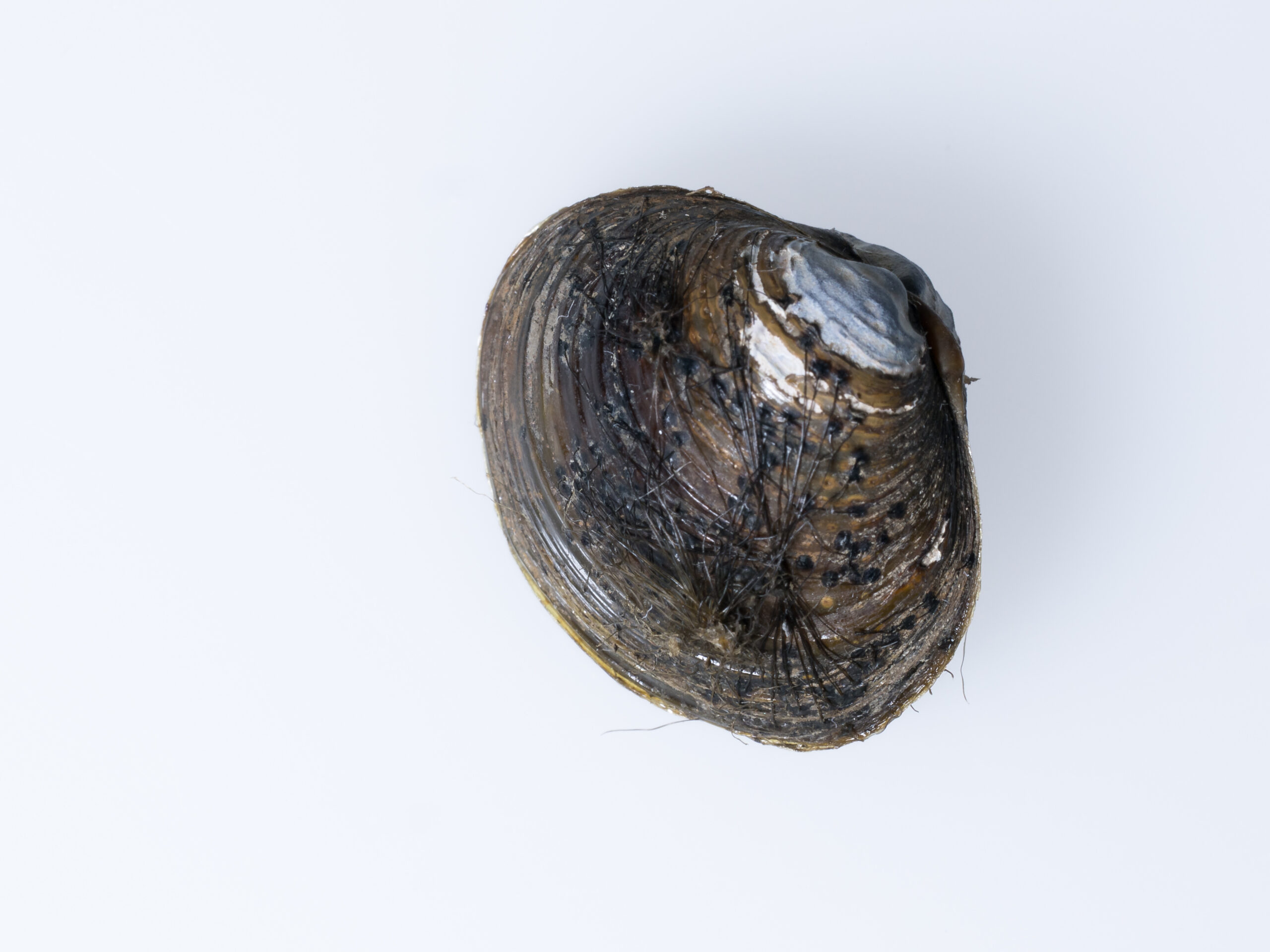 GOLDEN MUSSEL VELIGERS DETECTED IN LAKE PALMDALE; PWD PREPARING ...